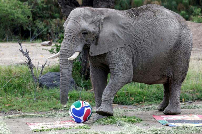 'It's clear who won!': Mexican zoo residents hedge World Cup bets