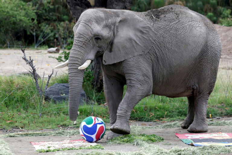 'It's clear who won!': Mexican zoo residents hedge World Cup bets