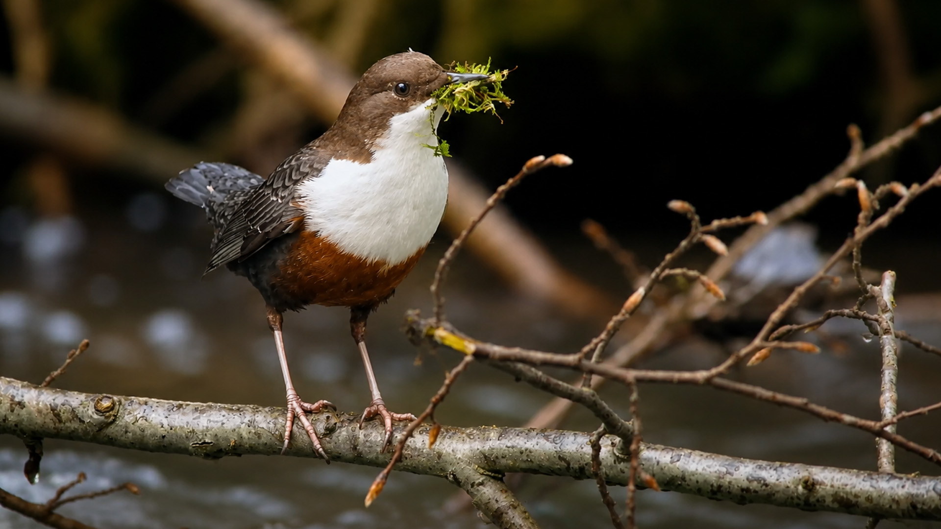A hidden camera captured this bird gathering nest material by the stream