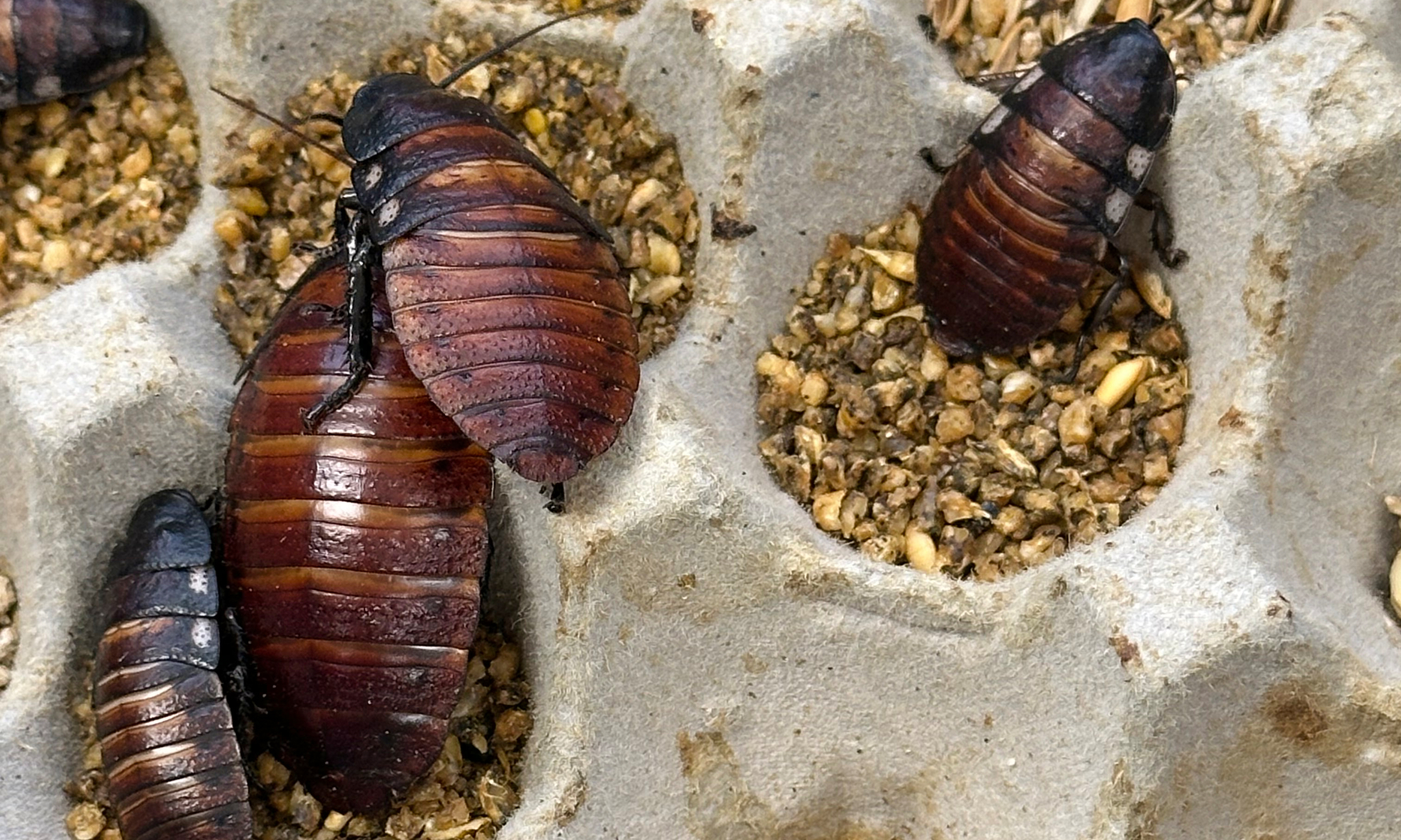 Australian cockroach kingpin caught with 100,000 illegal insects in ...