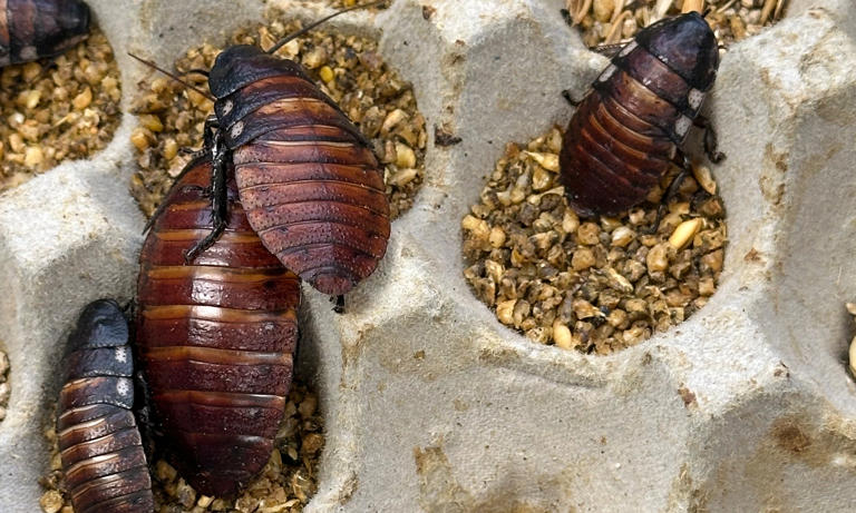 Australian cockroach kingpin caught with 100,000 illegal insects in ...