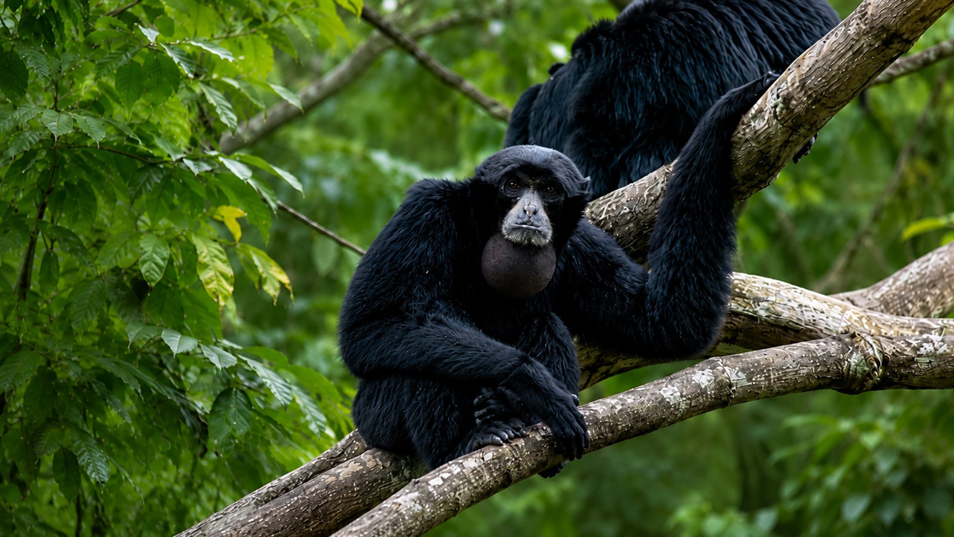 Why is this forest critical for their survival?
