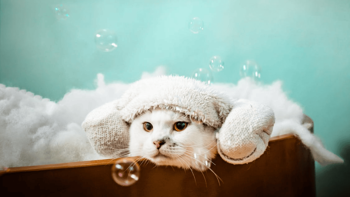 How to survive bath time with your cat? According to Purina