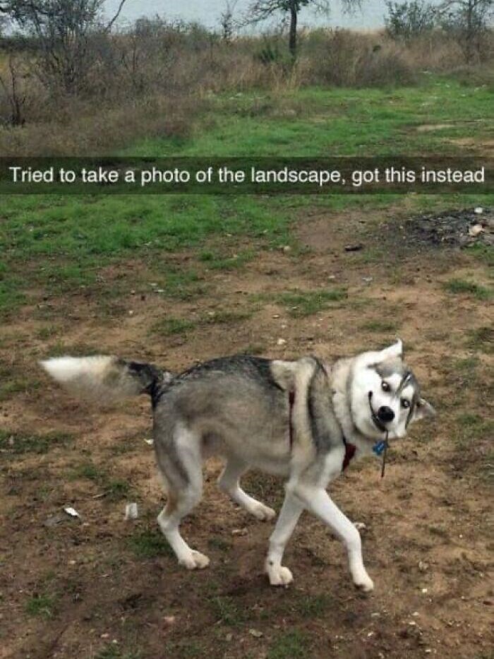 22 howlarious dog memes fur pawrents prepawing for a weekend with their ...