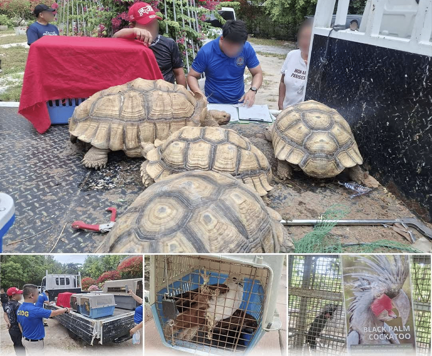 12 endangered wildlife rescued in Cebu raid