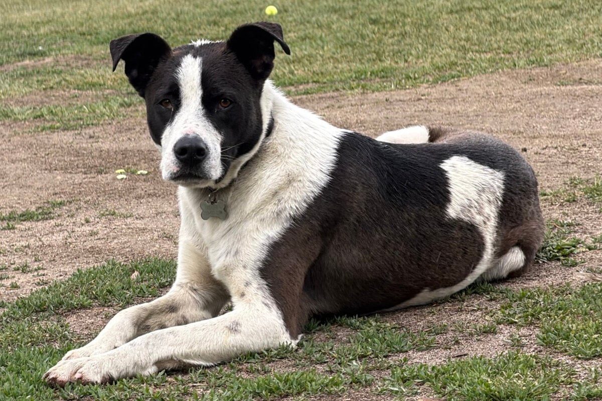 Dog was missing for months – then he is found living with the ...