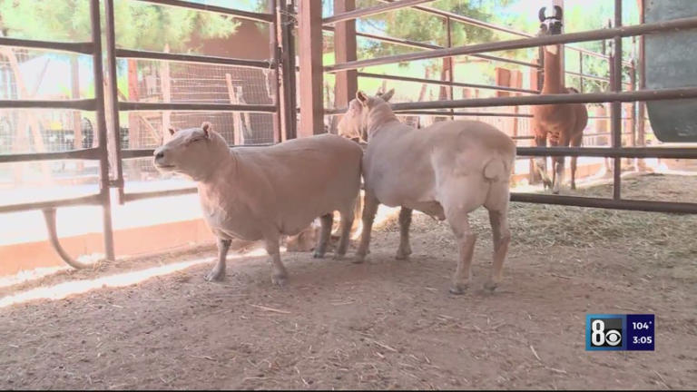 Sip your coffee, save a sheep at Las Vegas farm