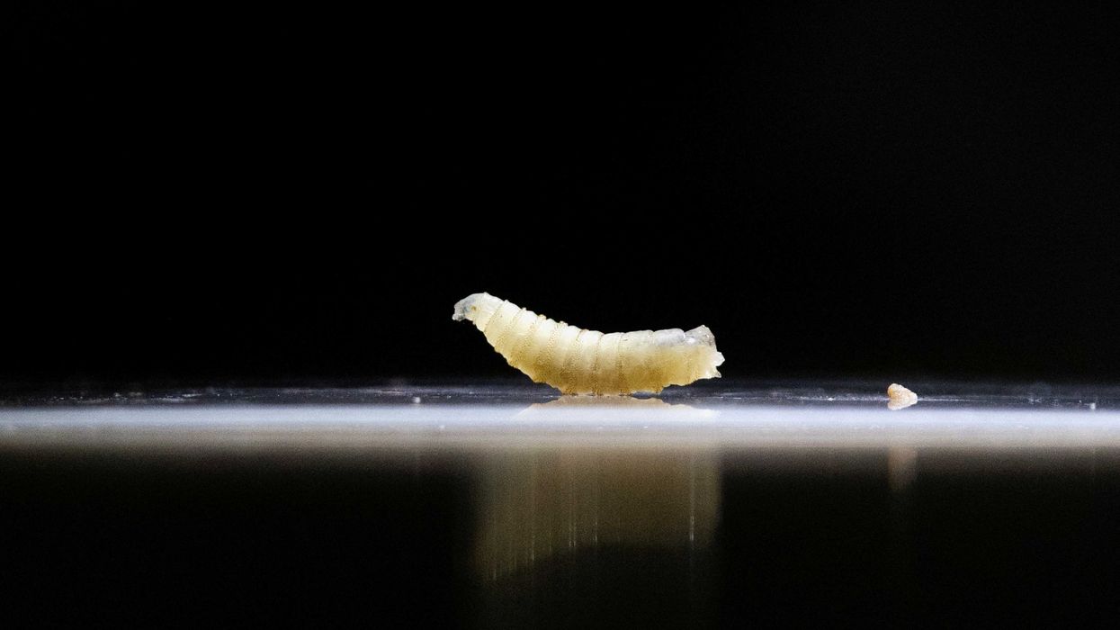 Red state declares statewide disaster as flesh-eating parasite arrives ...