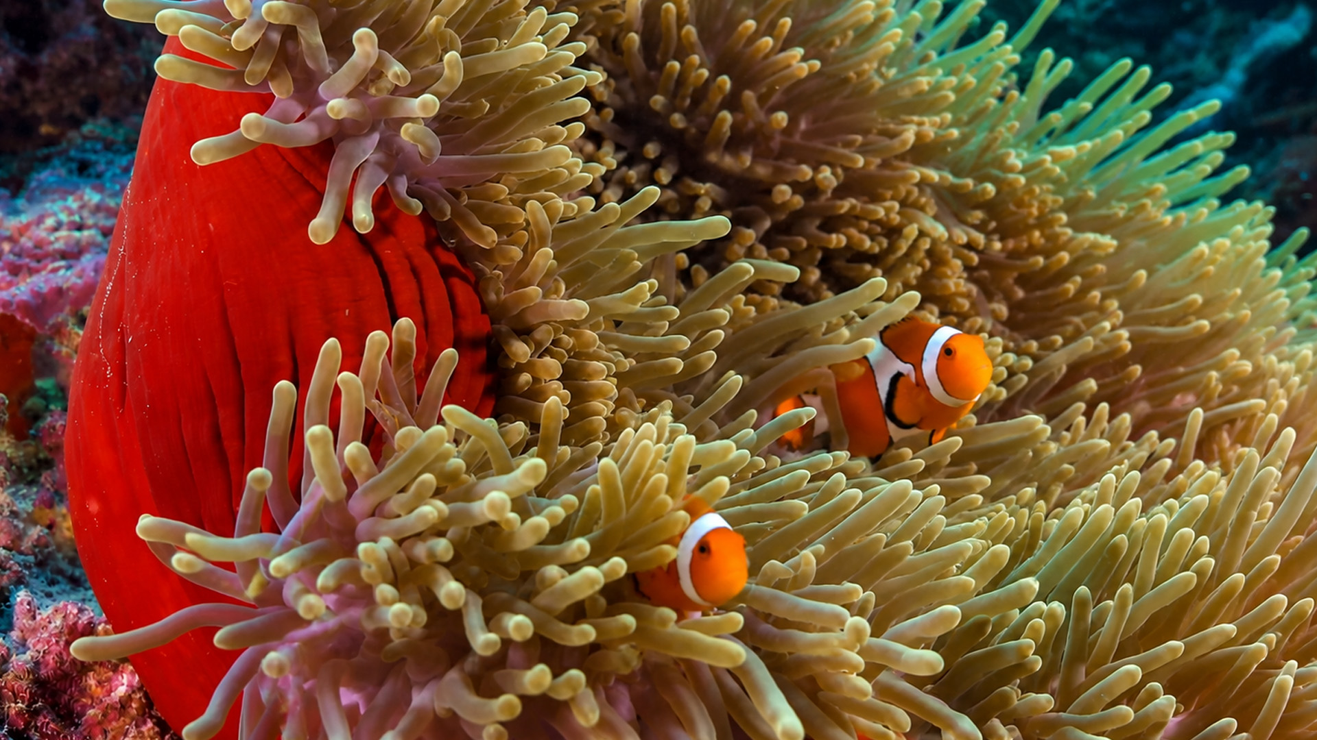 What makes this underwater world so important?