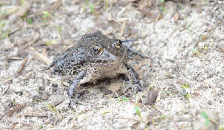 Rare frog making comeback in Mississippi thanks in part to Memphis Zoo ...