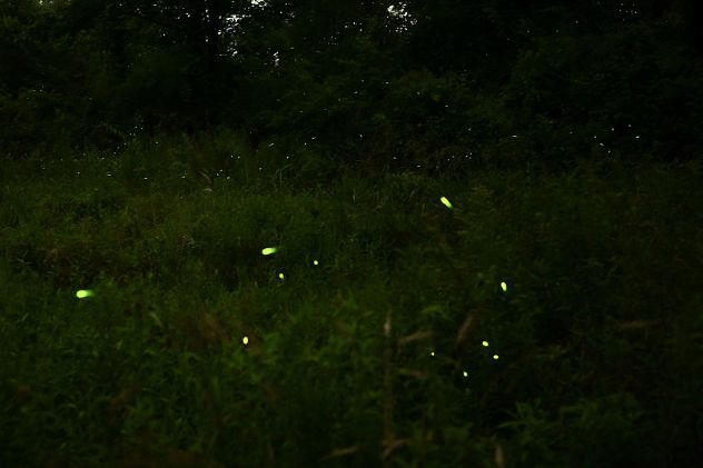 Firefly season is here: When to watch for summer's flashing lights