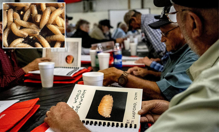Second case of flesh-eating parasite that devours victims alive ...