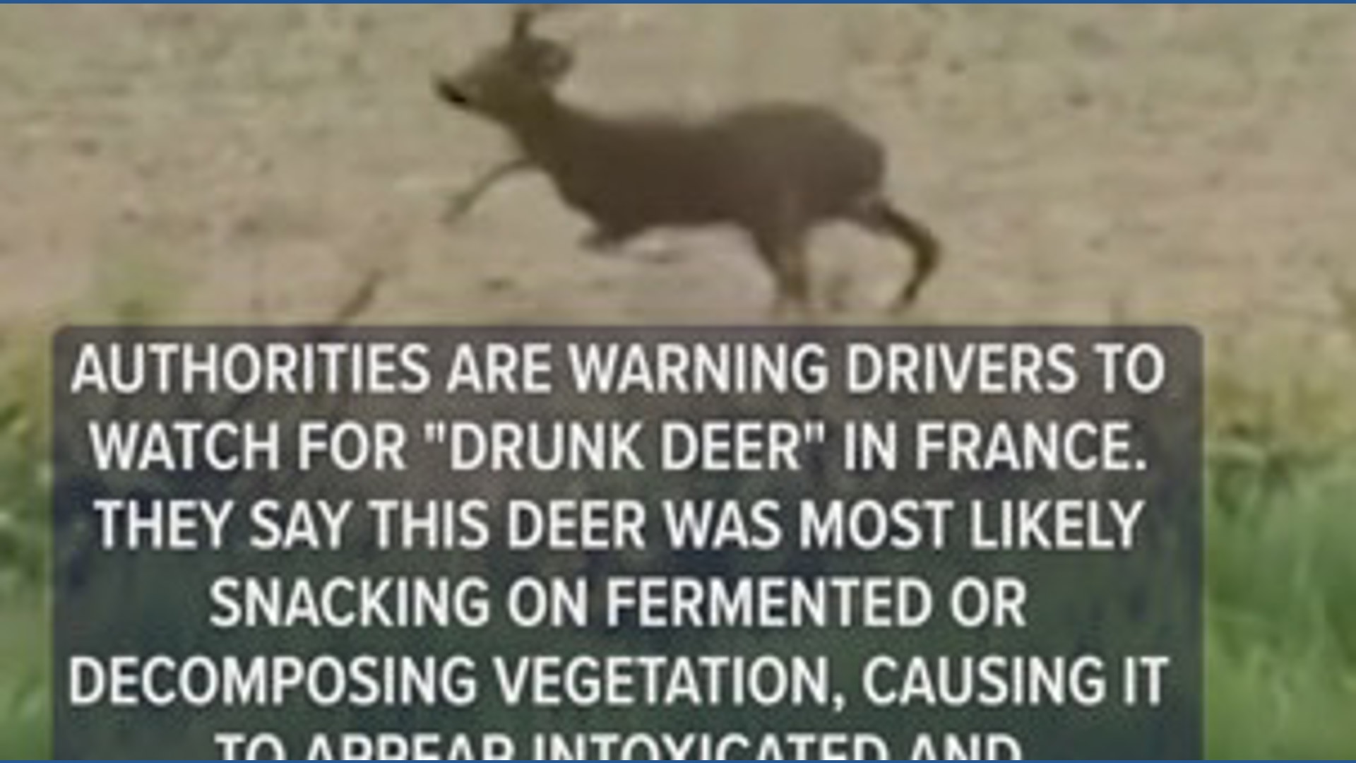 Oh, deer!