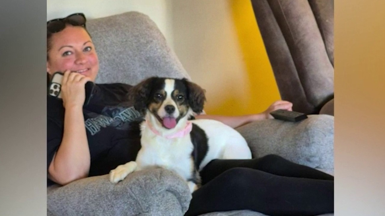 Rescue dog diagnosed with rabies after biting owner