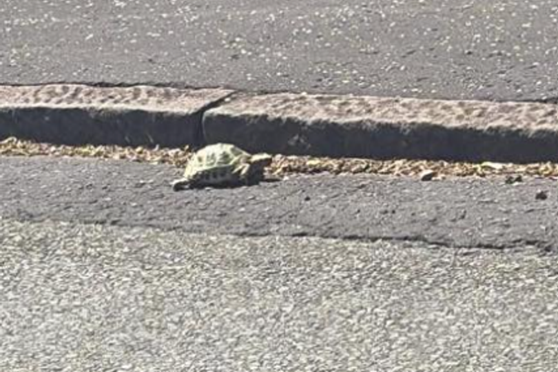 Anger in search for tortoise as passer-by takes picture of missing pet ...
