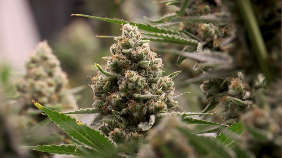 Tennessee’s THCA ban to take full effect July 1