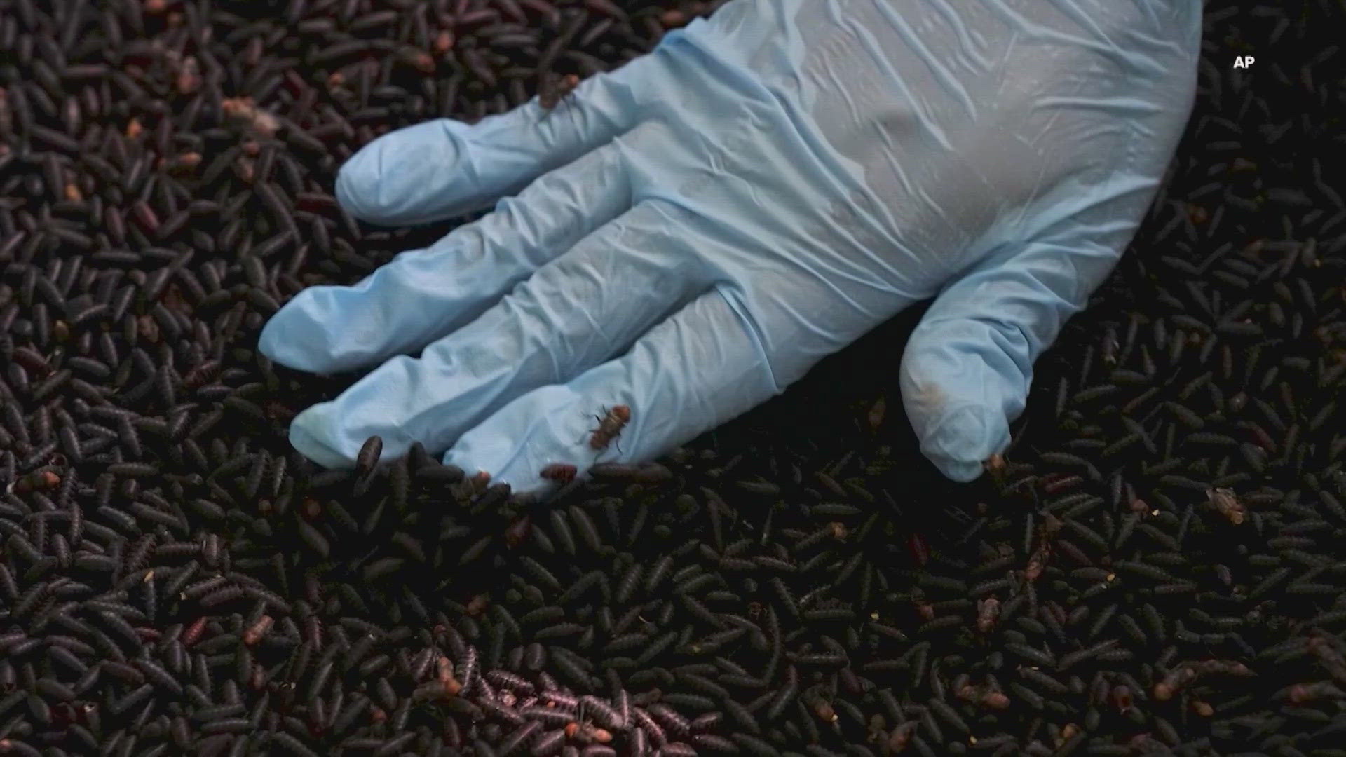 Parasitic insect returns to the US for first time in decades