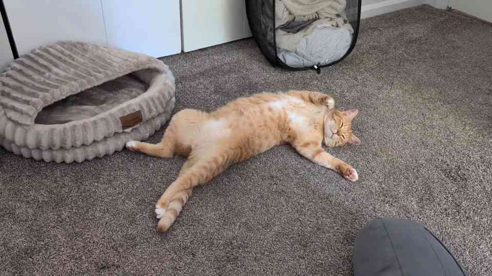 He seems calm but that tail reveals his true crankiness 🧡