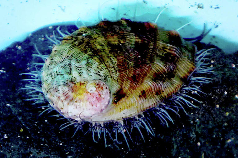Scientists spot rare ocean animal in the wild for the first time in 5 years