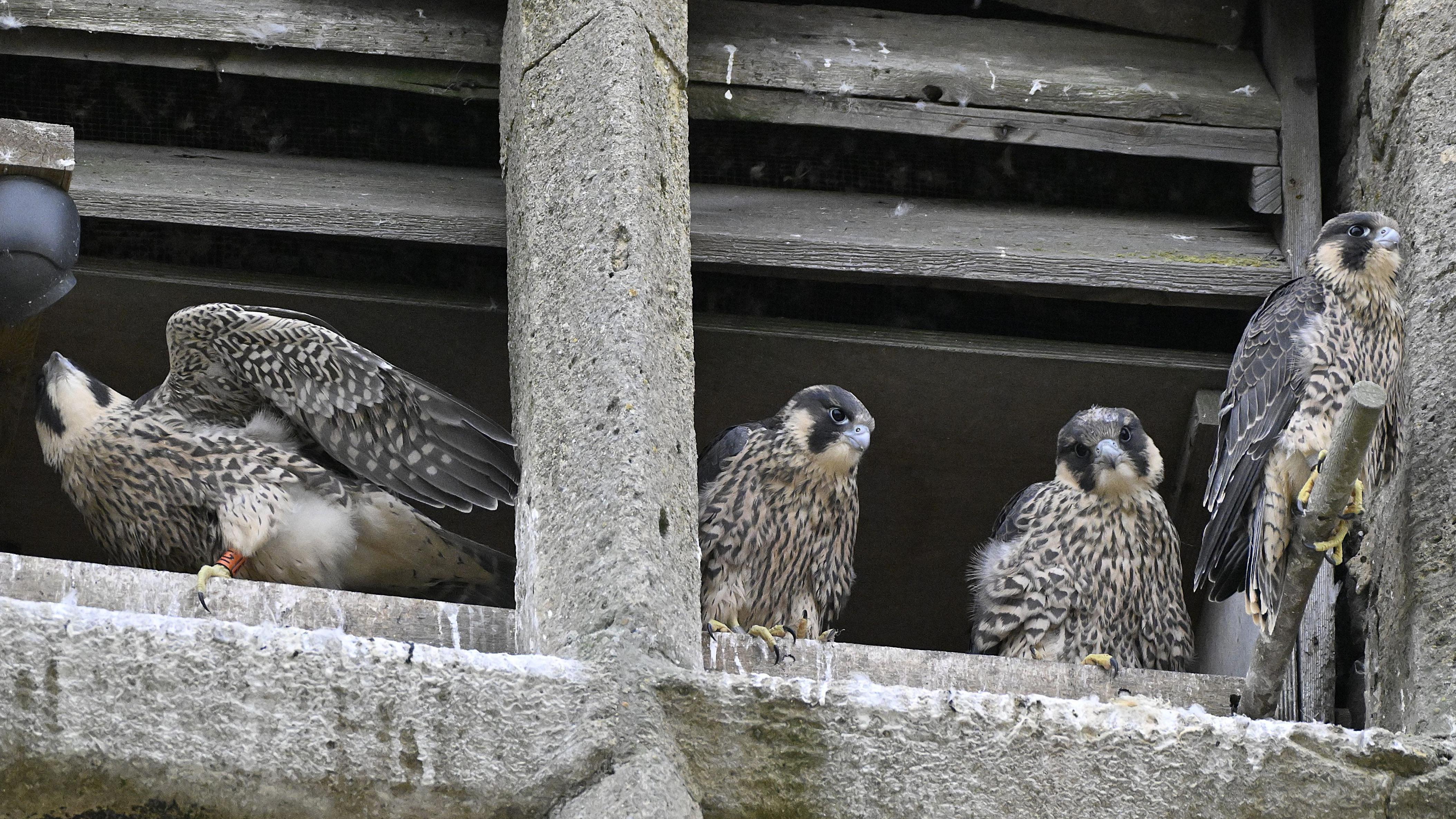 Peregrine falcons hatched and now dispatched