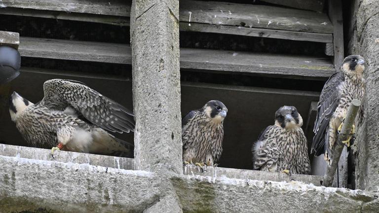Peregrine falcons hatched and now dispatched