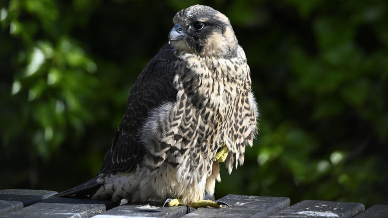 Peregrine falcons hatched and now dispatched