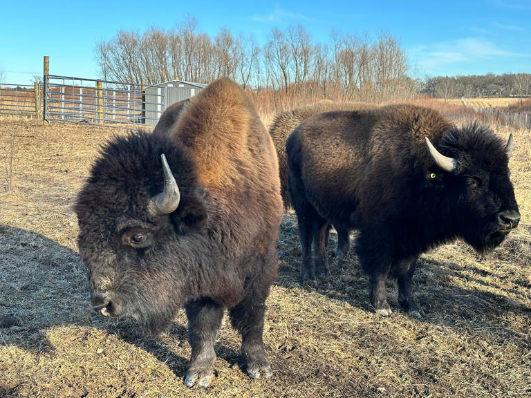 Forget Yellowstone crowds, there’s now wild bison to see in Chicago’s ...