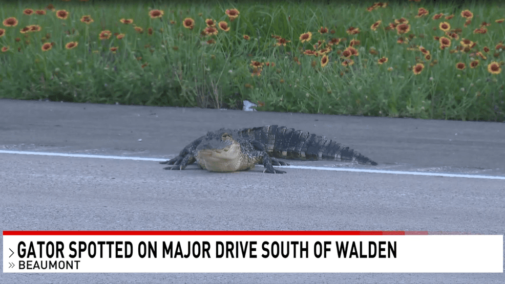 'Major' gator takes a Friday night stroll