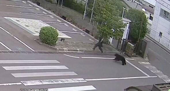 'Extremely intelligent' bear that can open windows on the run after ...