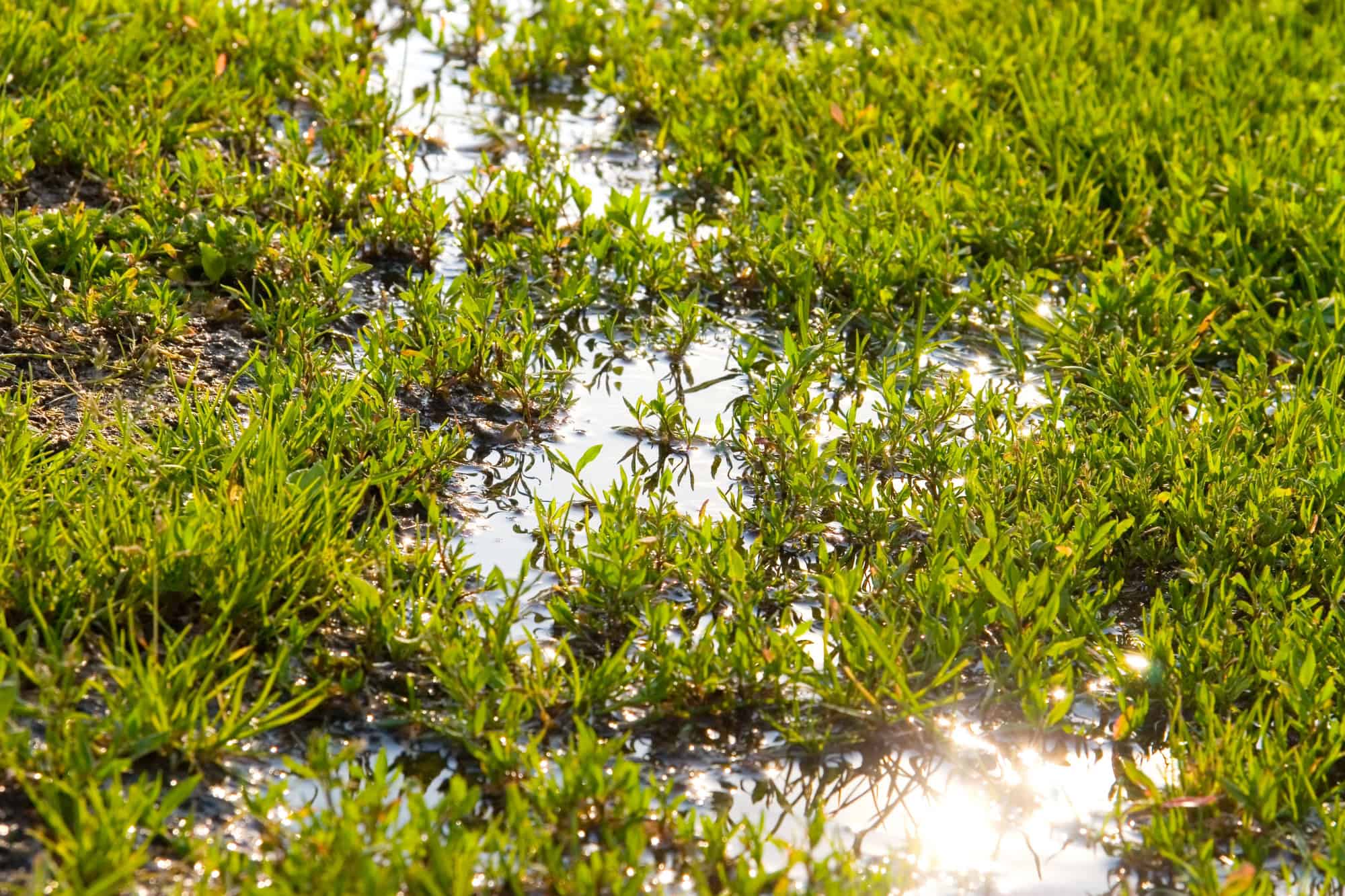 What that sour smell after rain is telling you about your lawn drainage