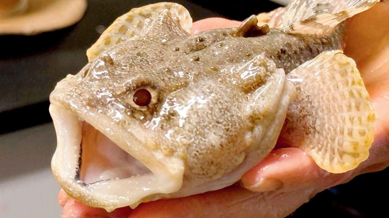 Fish gut bacteria may play key role in regulating ocean health