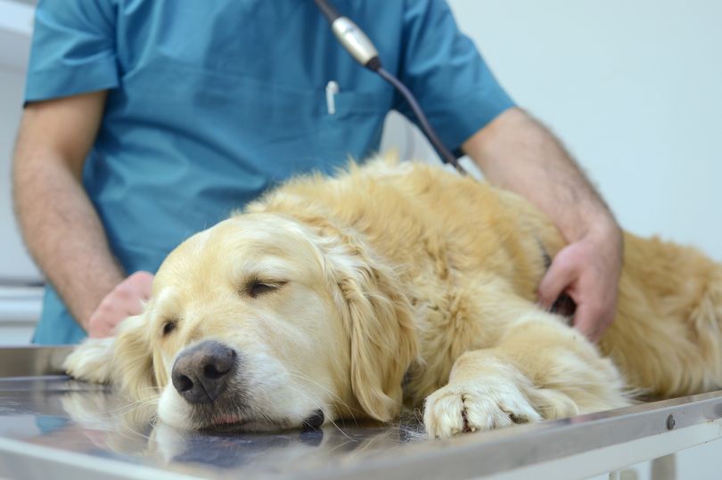 Pet owner warning to take extreme caution during heatwave after death ...