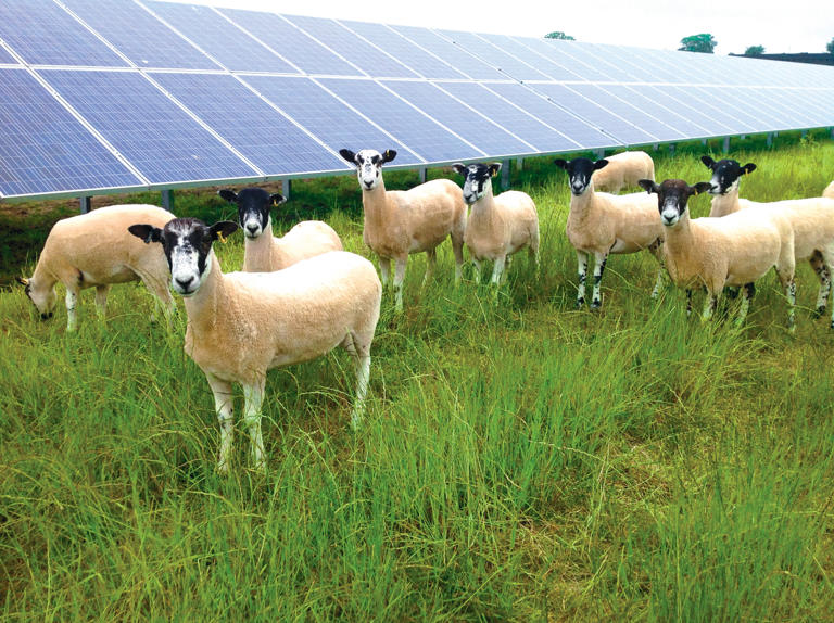 'Why solar grazing should be taken seriously' reader's letter