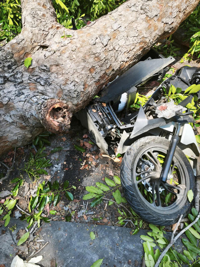 Nhánh xà cừ cổ thụ gãy đè người đi xe máy