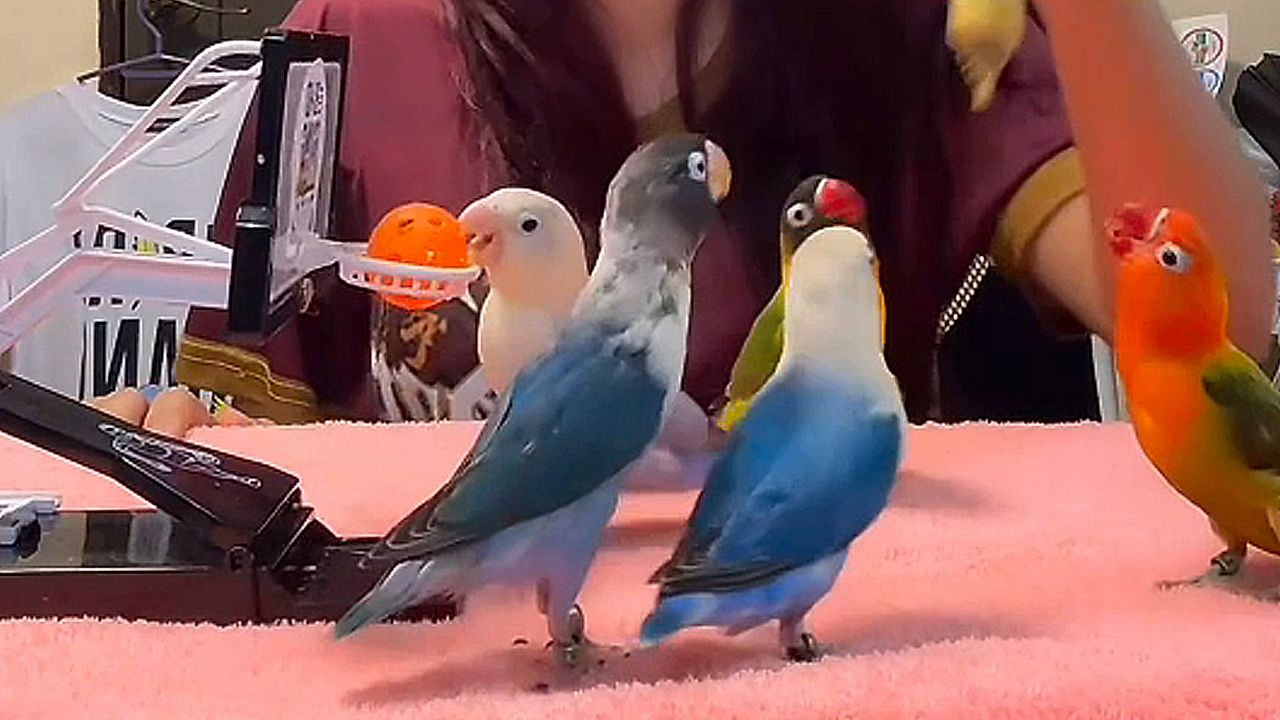 Family in Philippines teaches parrots how to play miniature basketball