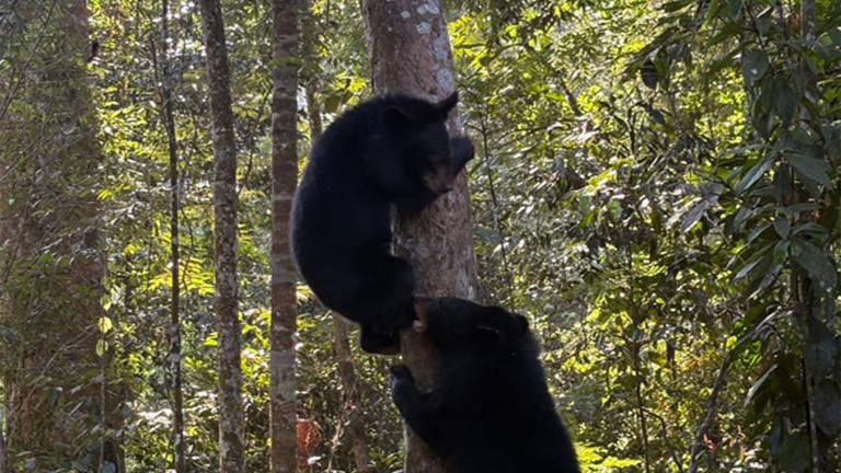 Assam: Two orphaned bear cubs find new home in Dehing Patkai Park