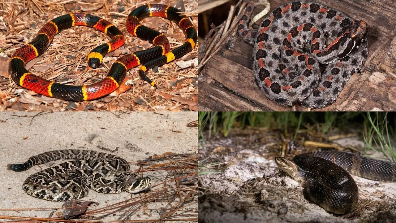 Venomous snake alert in South Florida: 4 dangerous species confirmed in ...
