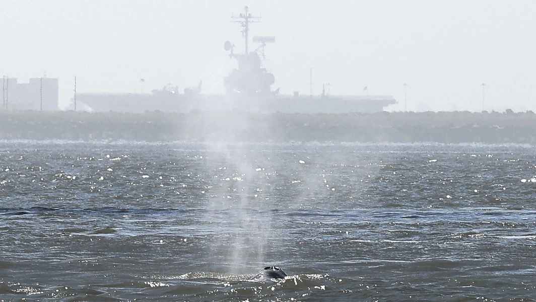 AI-powered network warns ships of whales near busy routes