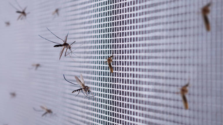 Google plans to release 64 million mosquitoes infected with Wolbachia ...