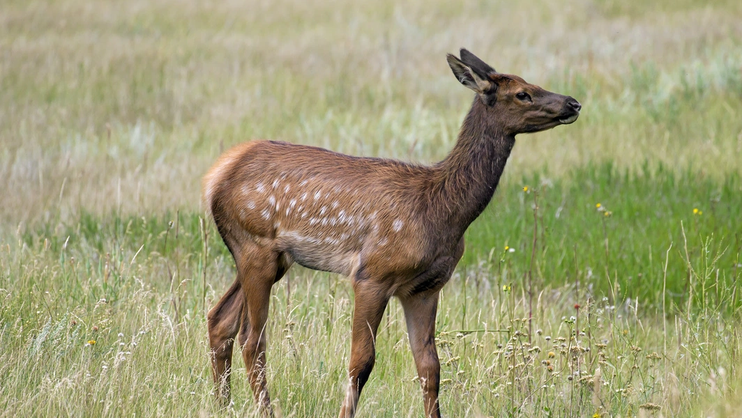 Minnesota's elk relocation halted amid tribal, funding disputes