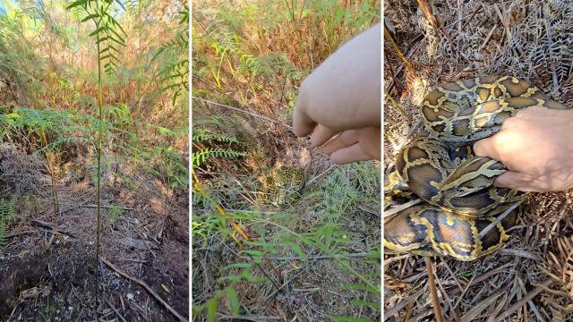 Burmese python found in Florida Everglades looks like a real-life painting