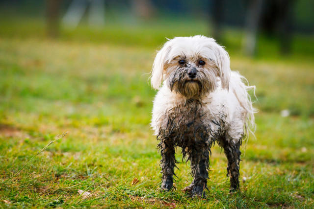 Cosa significa davvero quando il cane si rotola nel fango: il motivo ...