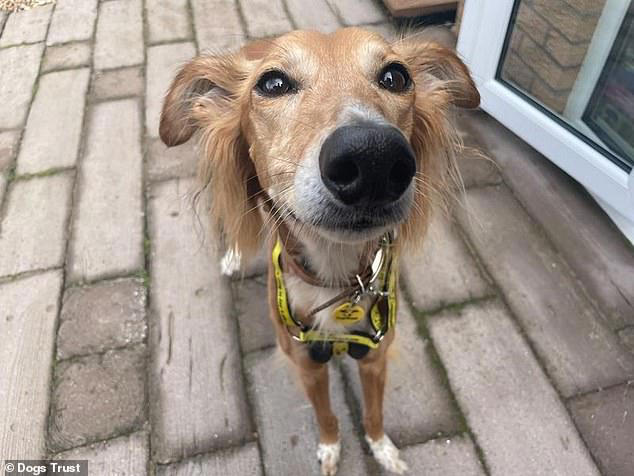 Meet the Muttley Crew of 'Underdogs' struggling to find homes due to ...