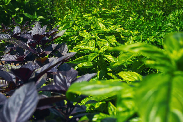 How to harvest and store fresh herbs to last all winter