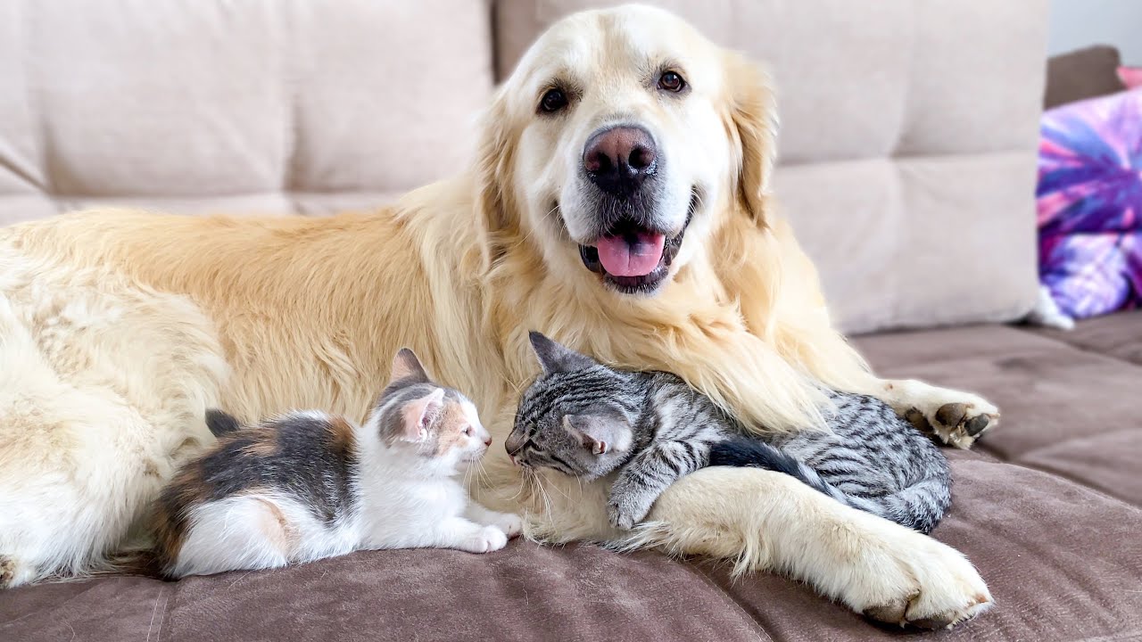 Tiny kittens choose a golden retriever as mom