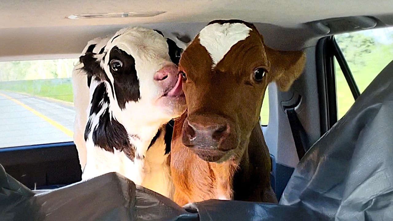 Father and daughter drive 600 miles with two calves in the back seat