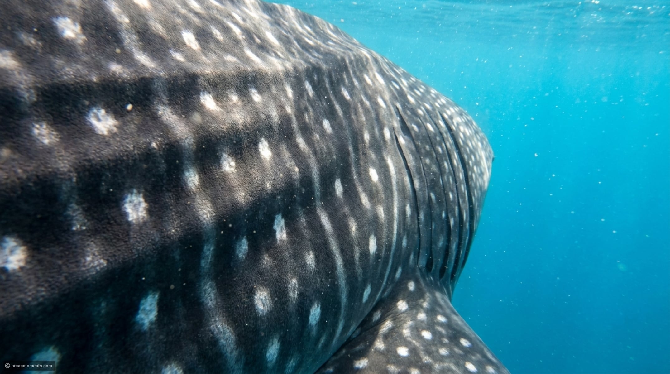 Ocean giants: 9 incredible facts about the world's largest fish