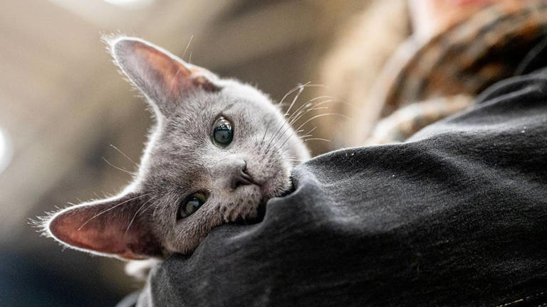7 sensitive cat breeds that know when you need a hug