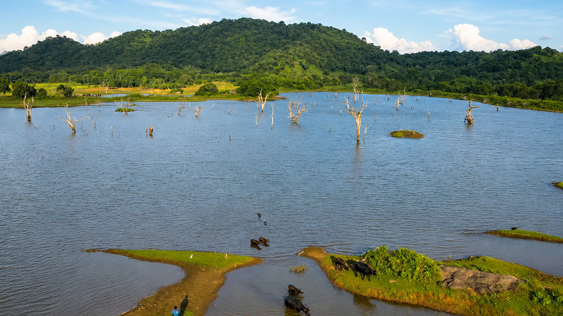 Perché ci sono alberi in mezzo al lago?