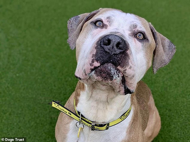 Meet the Muttley Crew of 'Underdogs' struggling to find homes due to ...